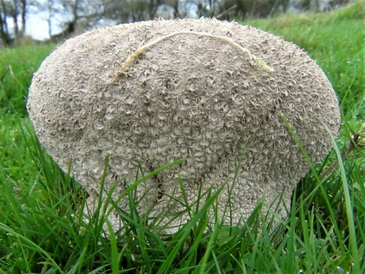 Mosaic Puffball - Wild Food UK