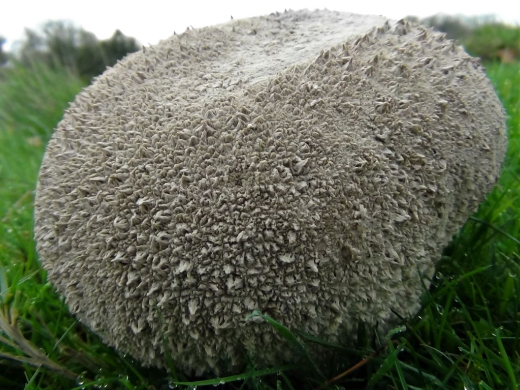 Mosaic Puffball - Wild Food UK
