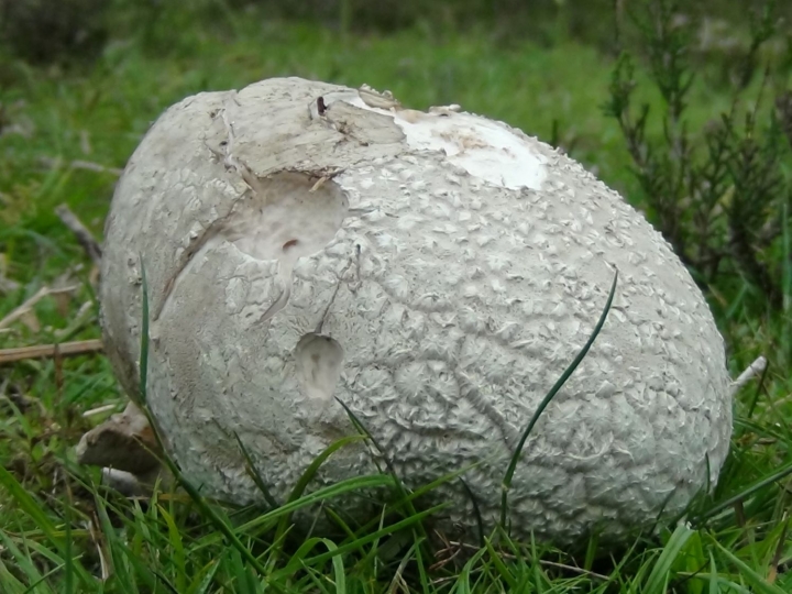 Mosaic Puffball - Wild Food UK