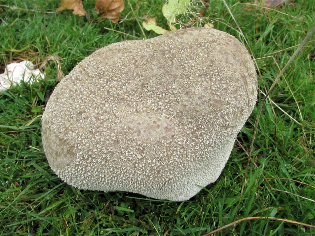 Mosaic Puffball - Wild Food UK