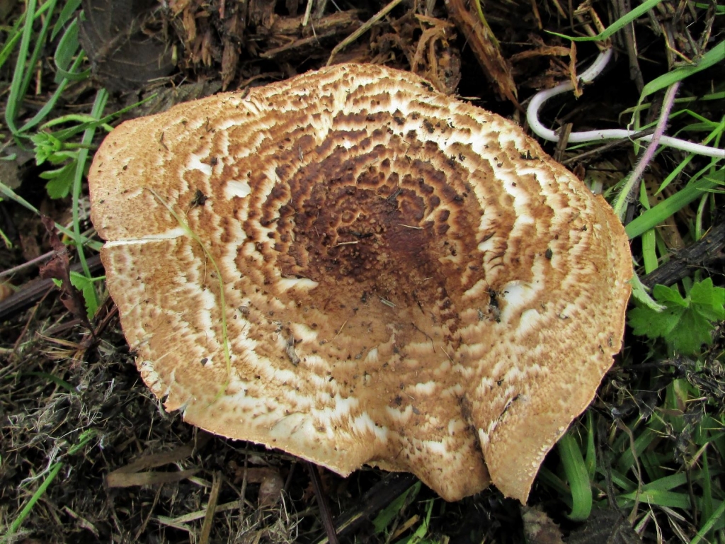 Freckled Dapperling - Wild Food UK