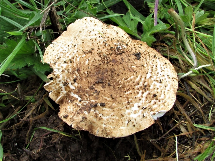 Freckled Dapperling - Wild Food UK
