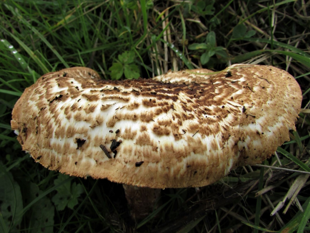 Freckled Dapperling - Wild Food UK
