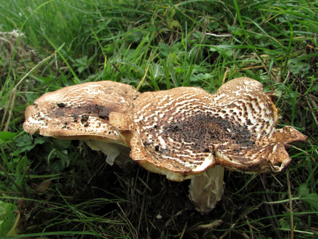 Freckled Dapperling - Wild Food UK