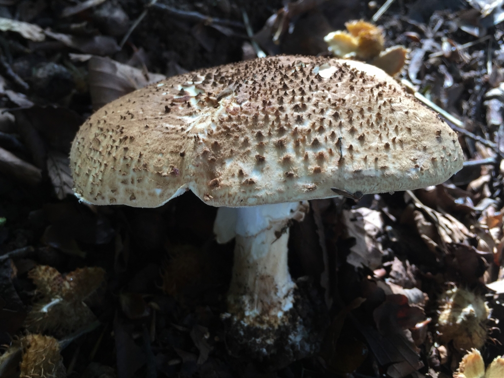 Freckled Dapperling - Wild Food UK