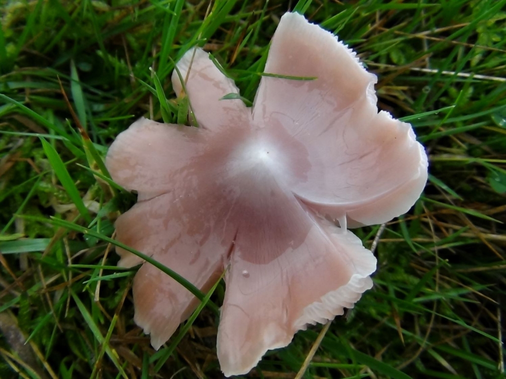 Pink Waxcap - Wild Food UK