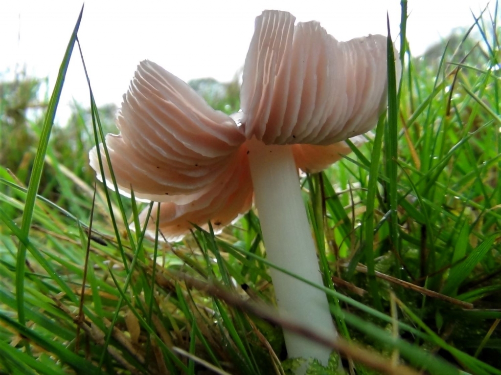 Pink Waxcap