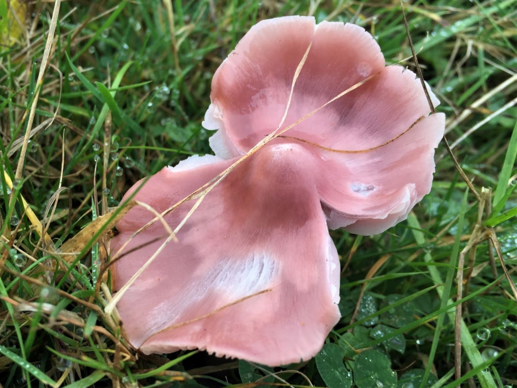 Pink Waxcap - Wild Food UK