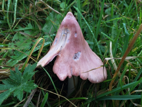 Pink Waxcap - Wild Food UK