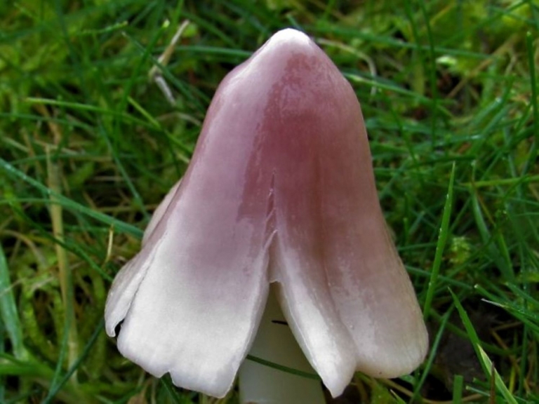 Pink Meadow Waxcap