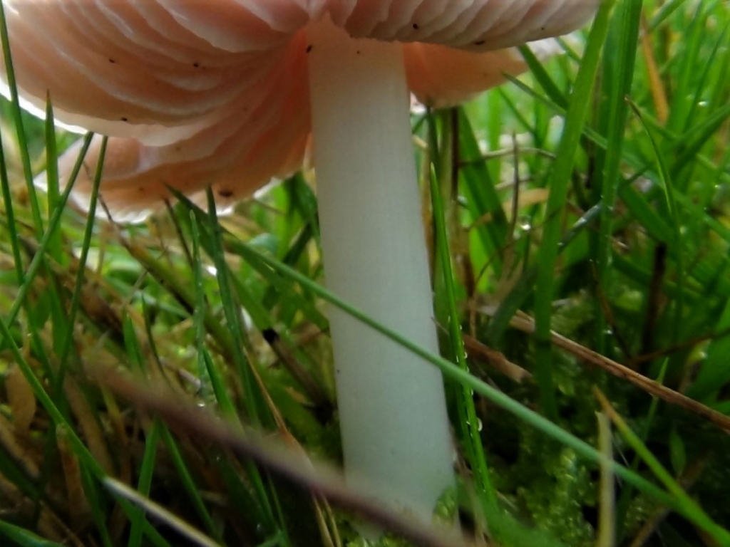 Pink Waxcap - Wild Food UK
