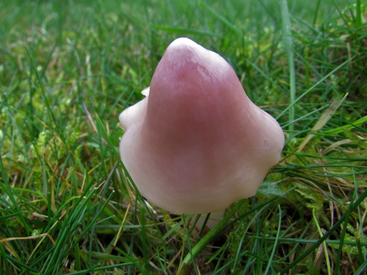 Pink Waxcap - Wild Food UK