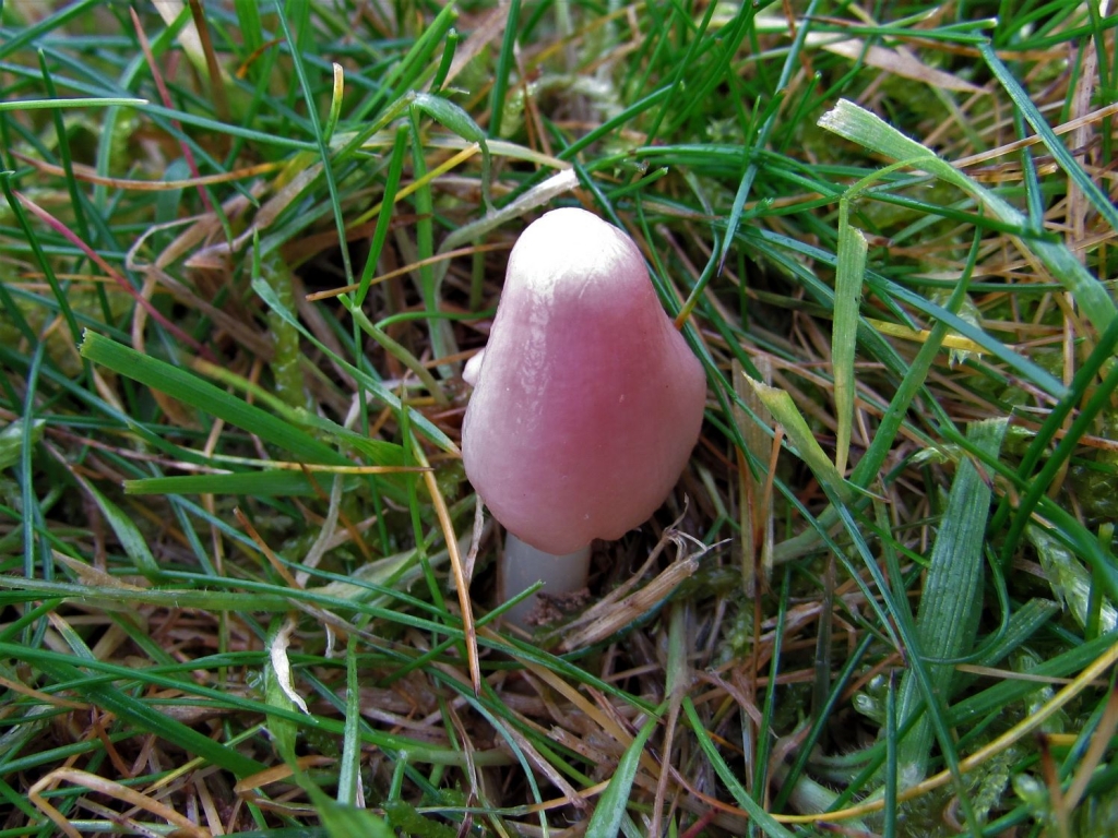 Pink Waxcap - Wild Food UK