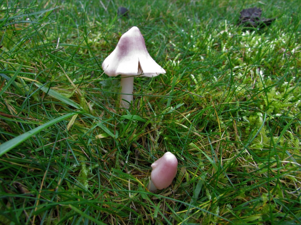 Pink Waxcap - Wild Food UK