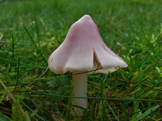 Pink Waxcap - Wild Food UK