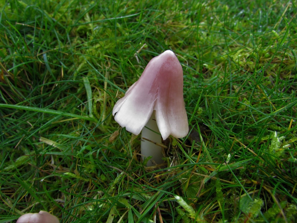 Pink Waxcap - Wild Food UK