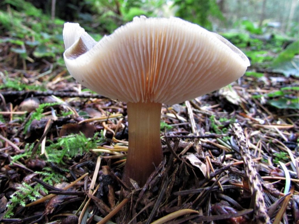 Butter Cap - Wild Food UK