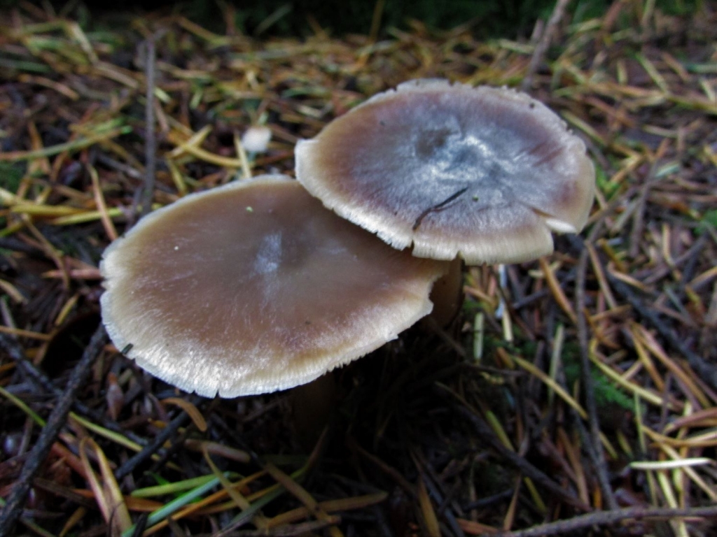Butter Cap - Wild Food UK