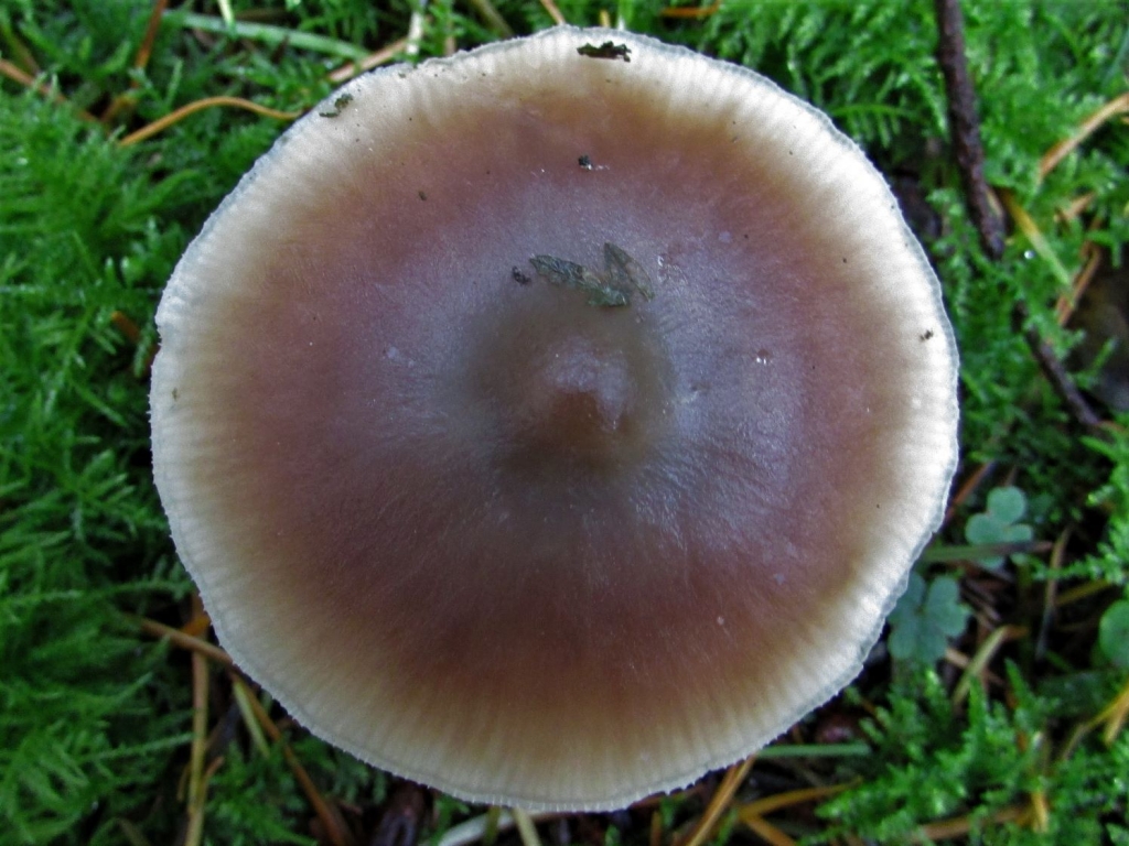 Butter Cap - Wild Food UK