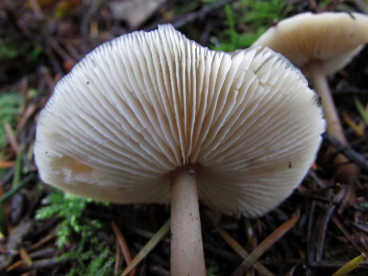Butter Cap - Wild Food UK