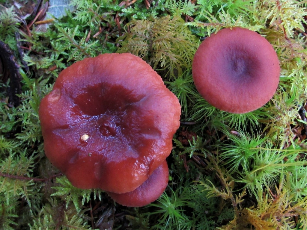 Curry Milkcap - Wild Food UK