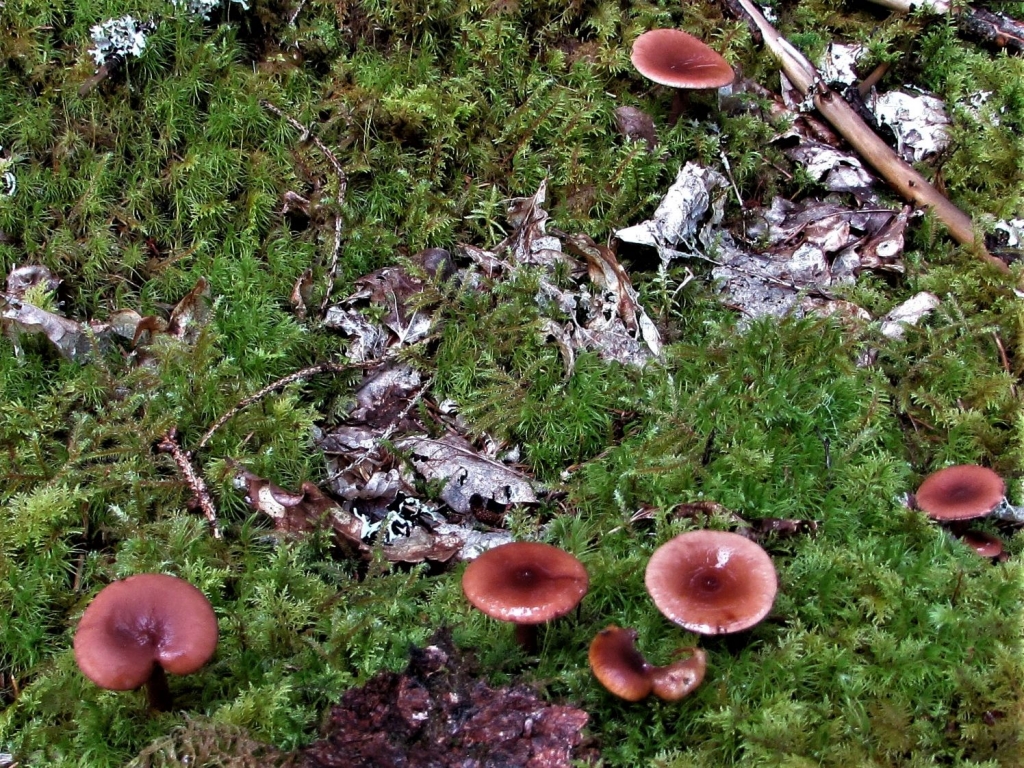 Curry Milkcap - Wild Food UK