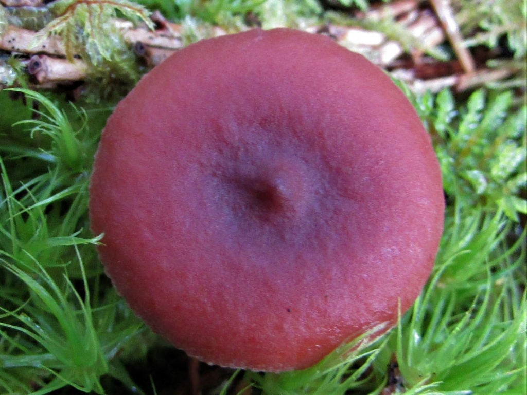 Curry Milkcap - Wild Food UK