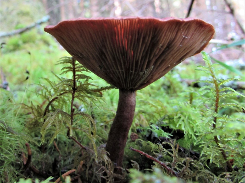 Curry Milkcap - Wild Food UK