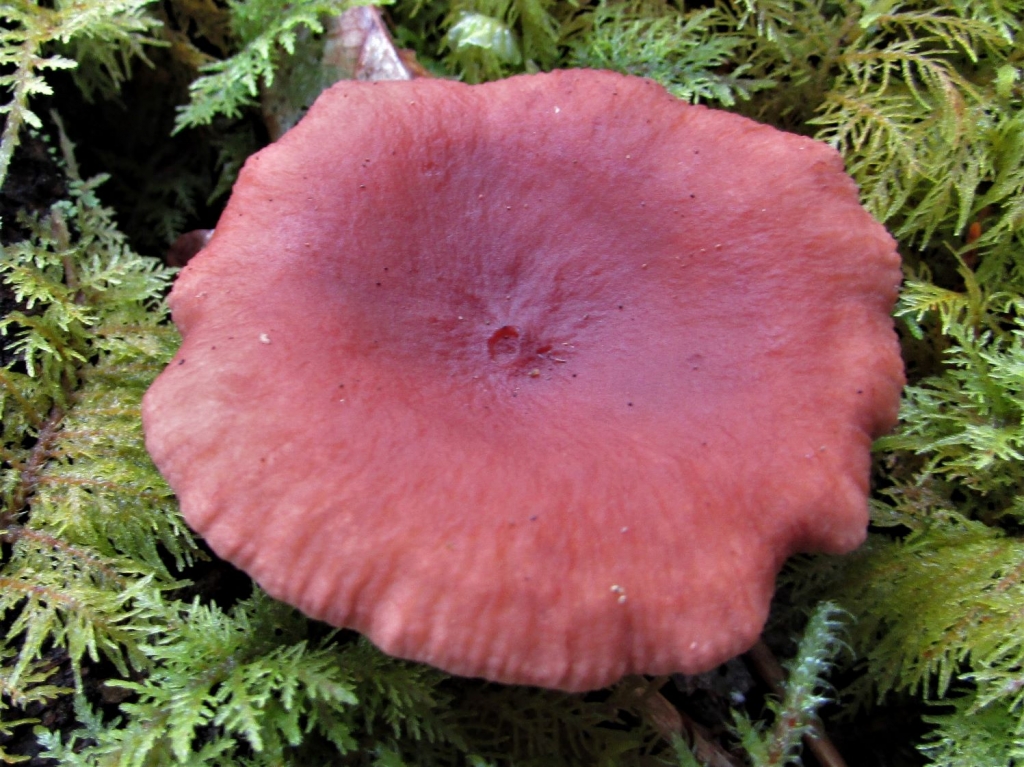 Curry Milkcap - Wild Food UK