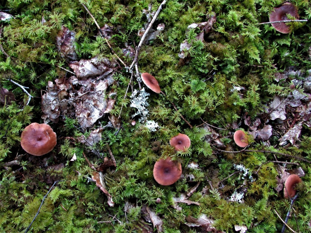 Curry Milkcap - Wild Food UK