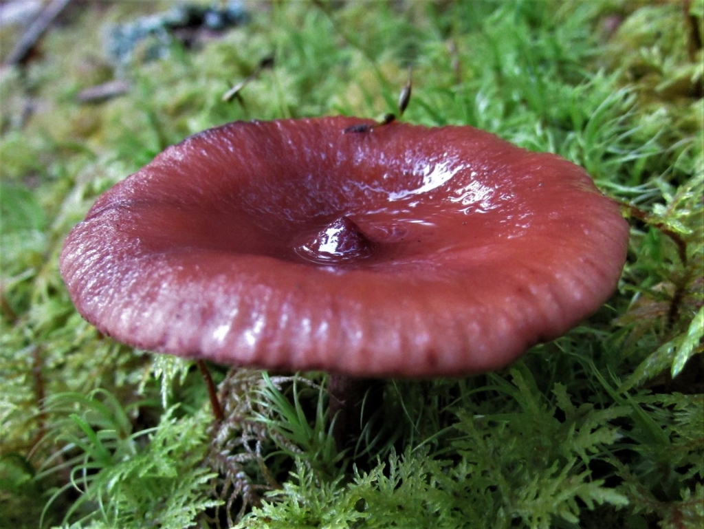 Curry Milkcap - Wild Food UK