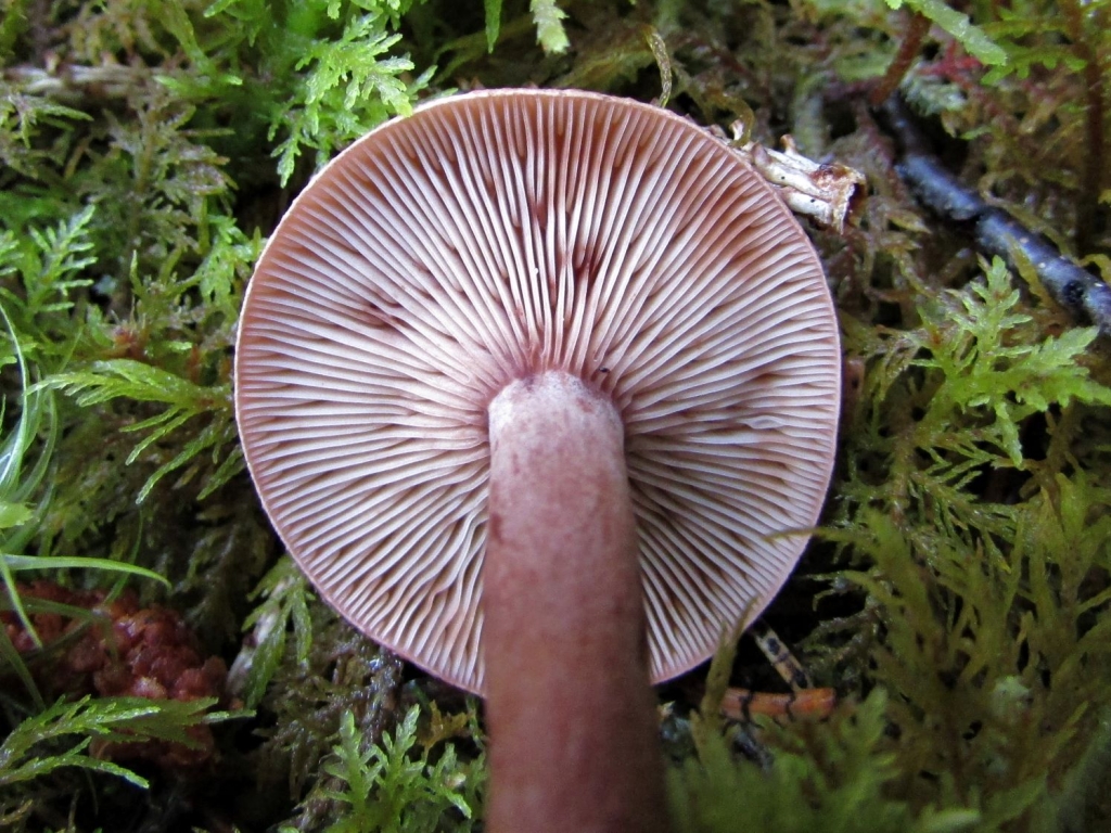 Curry Milkcap - Wild Food UK