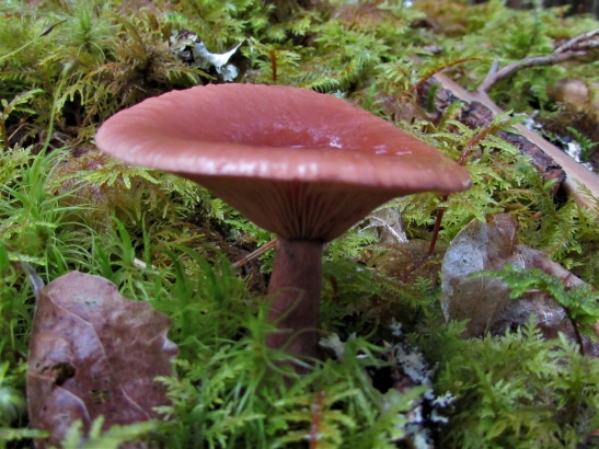 Curry Milkcap - Wild Food UK