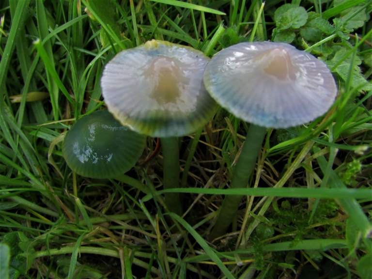 Parrot Waxcap - Wild Food UK