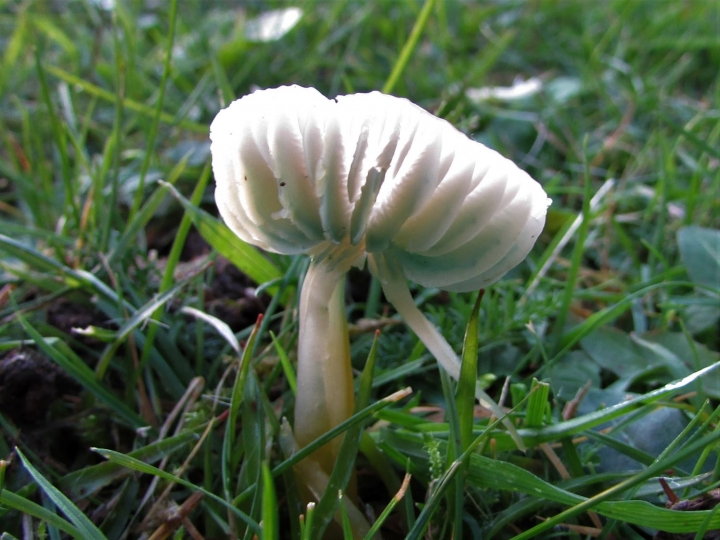 Parrot Waxcap - Wild Food UK