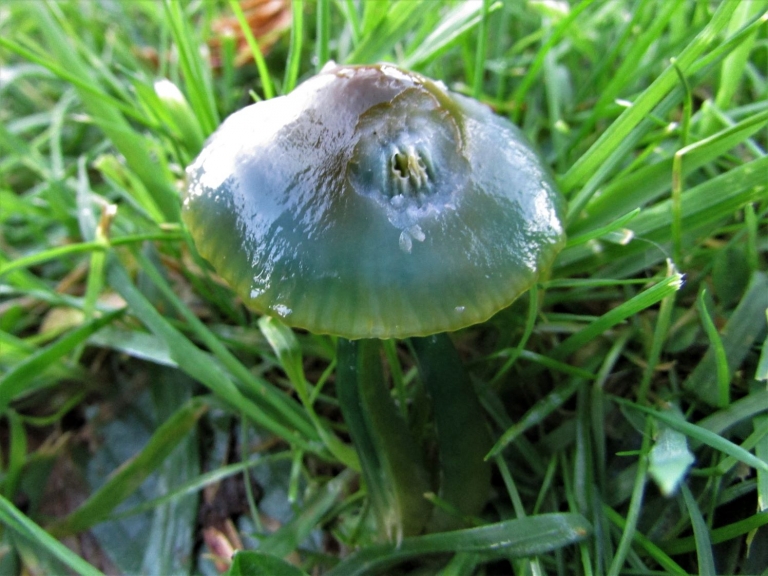 Parrot Waxcap
