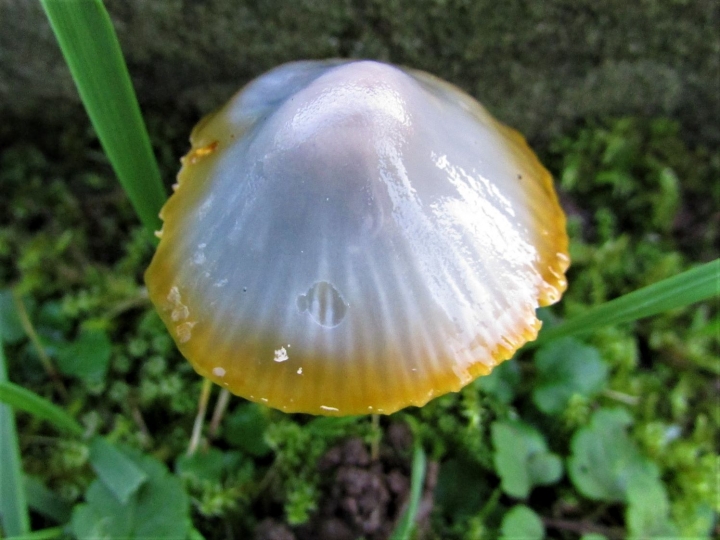 Parrot Waxcap - Wild Food UK