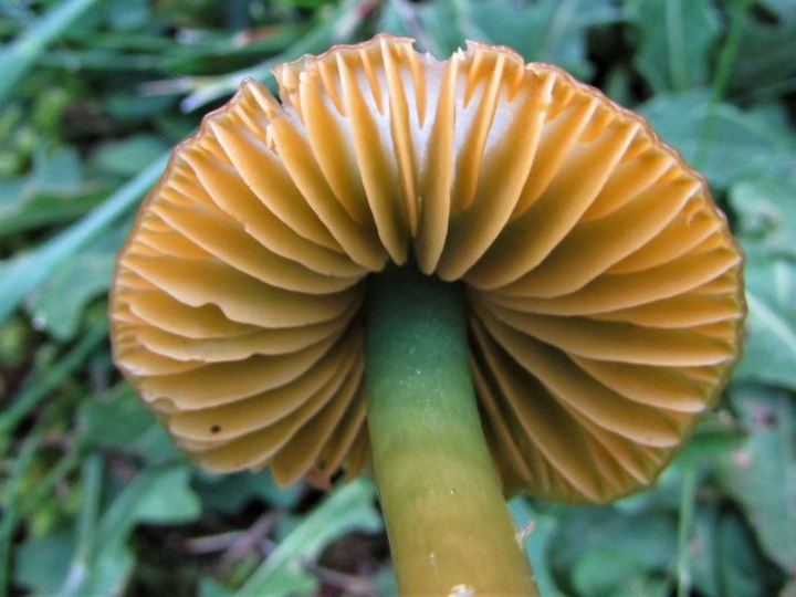Parrot Waxcap - Wild Food UK