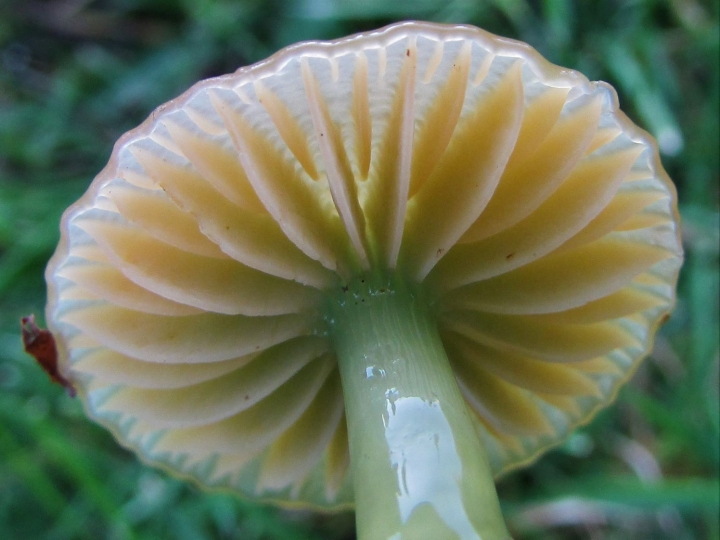 Parrot Waxcap - Wild Food UK