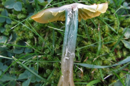 Parrot Waxcap