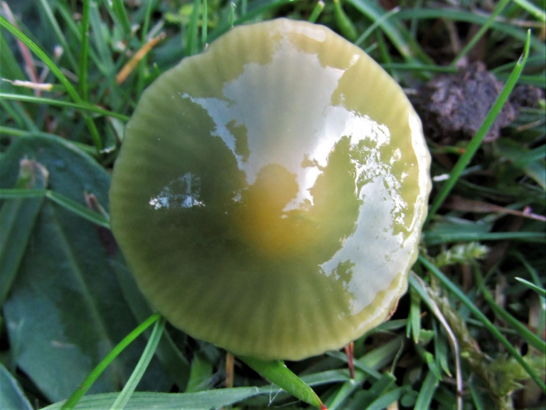 Parrot Waxcap - Wild Food UK