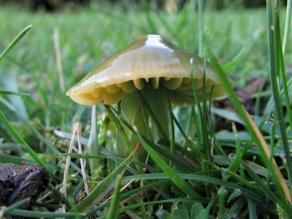 Parrot Waxcap - Wild Food UK