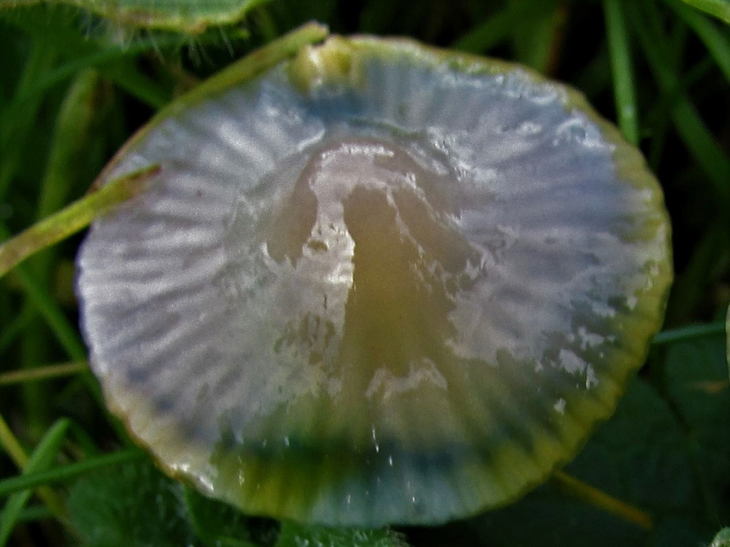 Parrot Waxcap - Wild Food UK