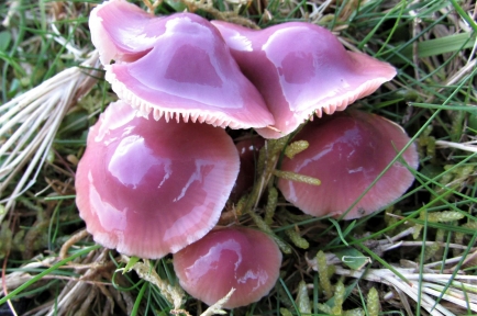 Wild UK Mushrooms (Fungi): Guide to Identification & Picking