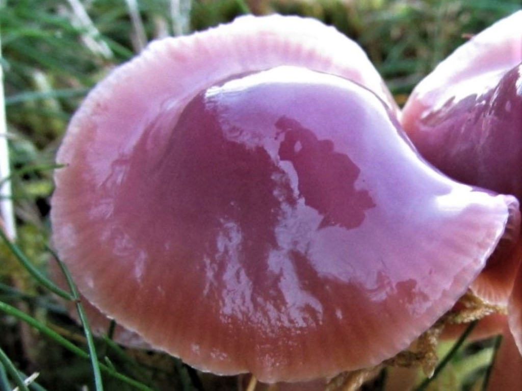 Jubilee Waxcap - Wild Food UK