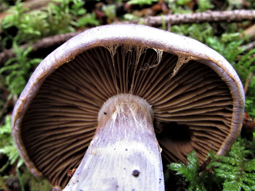 Bruising Webcap - Wild Food UK