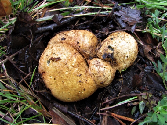 Yellow False Truffle - Wild Food UK