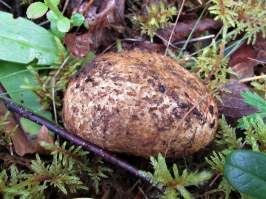 Yellow False Truffle - Wild Food UK