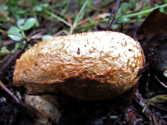 Yellow False Truffle - Wild Food UK