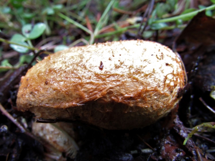 Yellow False Truffle - Wild Food UK